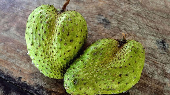 12 Benefícios da fruta graviola: Baixa a pressão e anticancerígeno ...