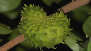 12 Benefícios da fruta graviola: Baixa a pressão, e anti cancerígenas ...