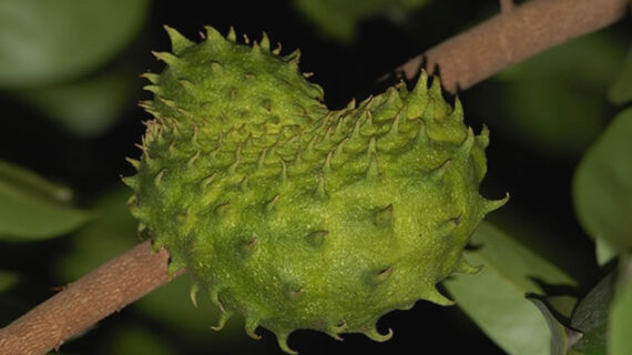 12 Benefícios da fruta graviola: Baixa a pressão, e anti cancerígenas ...