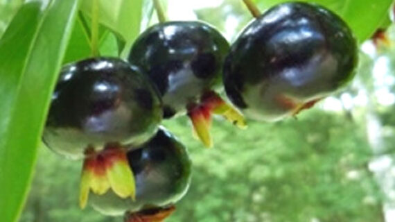 10 Benefícios da fruta grumixama: Rica em tudo e como consumir » Tudo ...