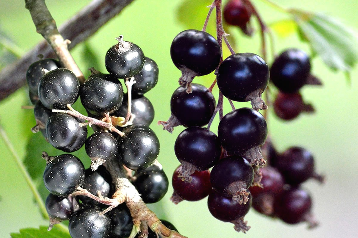 Arquivos Propriedades das Frutas » Suplementos e vitaminas naturais