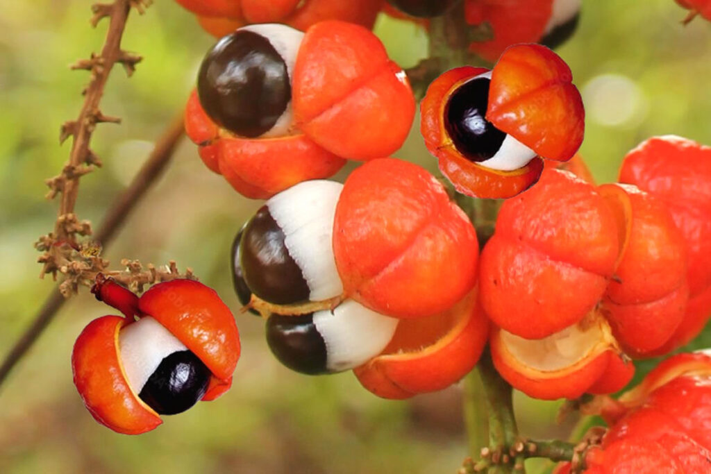 12 Benefícios da fruta graviola: Baixa a pressão, e anti cancerígenas ...