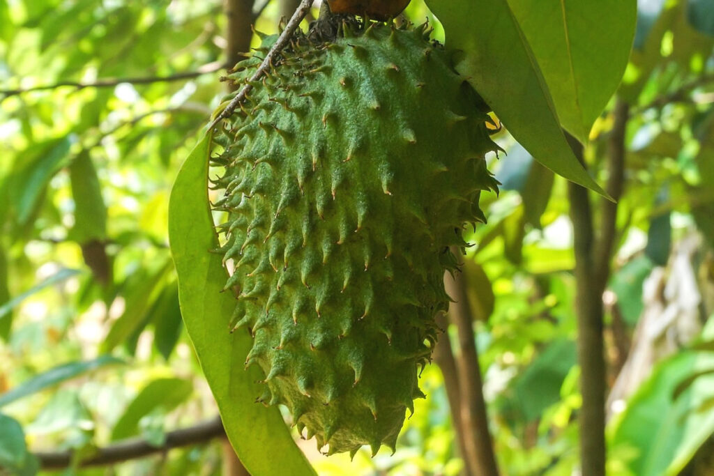 12 Benefícios da fruta graviola: Baixa a pressão, e anti cancerígenas ...