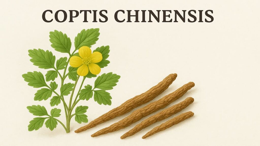 Coptis chinensis para que serve? Saiba mais sobre a planta » Tudo sobre suplementos e vitaminas ...