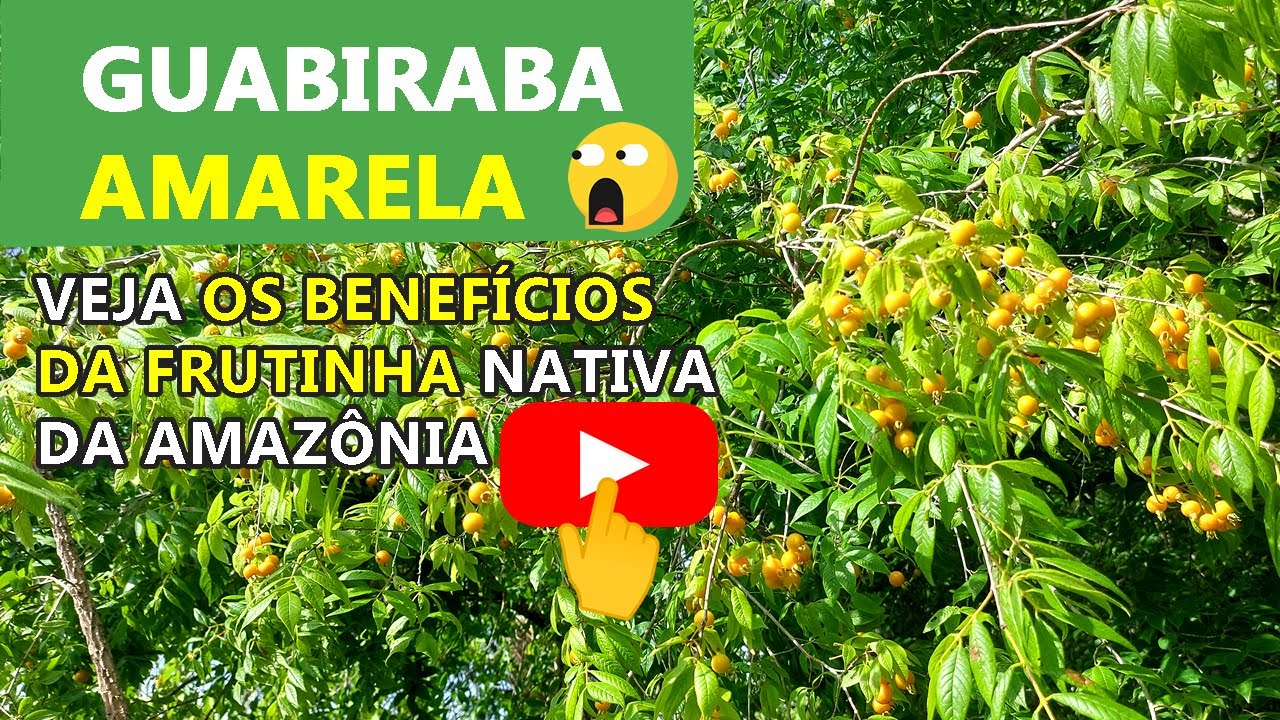 Guabiraba amarela e seus incríveis benefícios: conheça mais! » Tudo ...